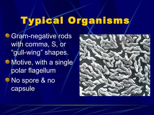 Campylobacter | PPT | Digestive Disorders | Diseases and Conditions