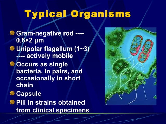 Campylobacter | PPT | Digestive Disorders | Diseases and Conditions