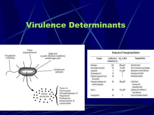 Campylobacter | PPT | Digestive Disorders | Diseases and Conditions
