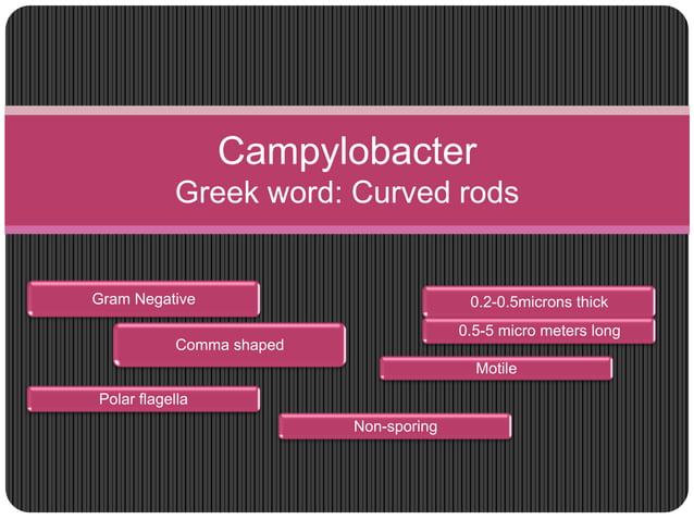 Campylobacter | PPTX