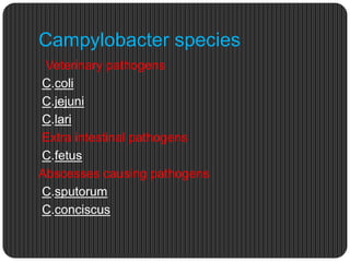 Campylobacter | PPTX