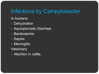 Campylobacter | PPTX