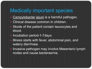 Campylobacter | PPTX