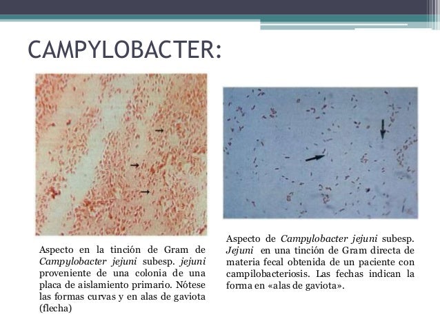 Campylobacter