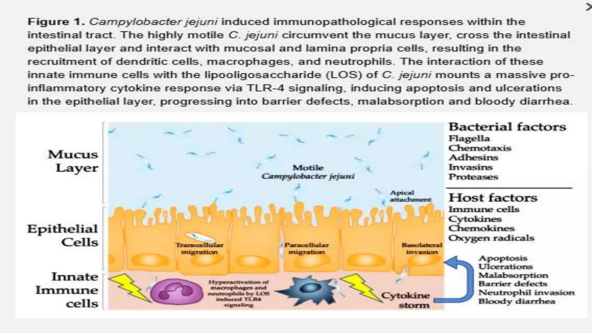 Campylobacter | PPTX