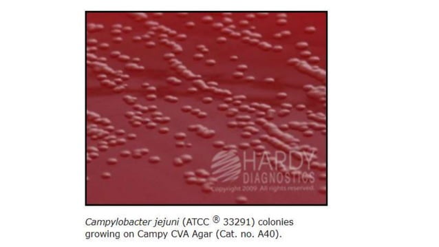 Campylobacter | PPTX