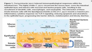 Campylobacter | PPTX