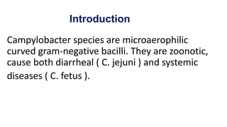 Campylobacter | PPTX