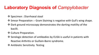 Campylobacter | PPTX