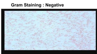 Campylobacter | PPTX