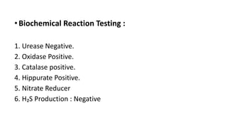 Campylobacter | PPTX