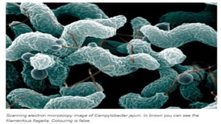 Campylobacter | PPTX
