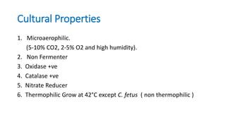 Campylobacter | PPTX