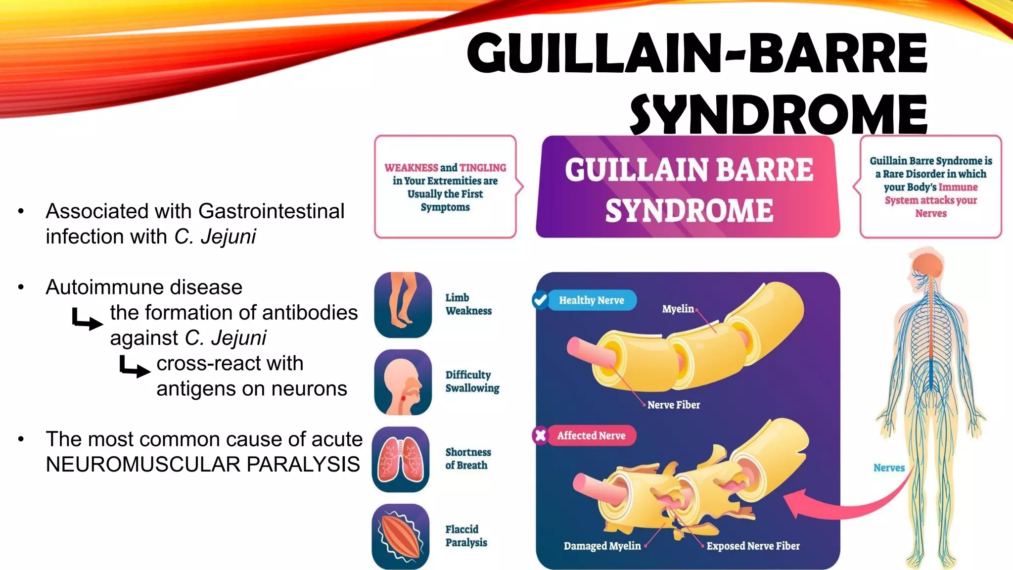 CAMPYLOBACTER & HELICOBACTER (Curved Gram-Negative Rods affecting the ...