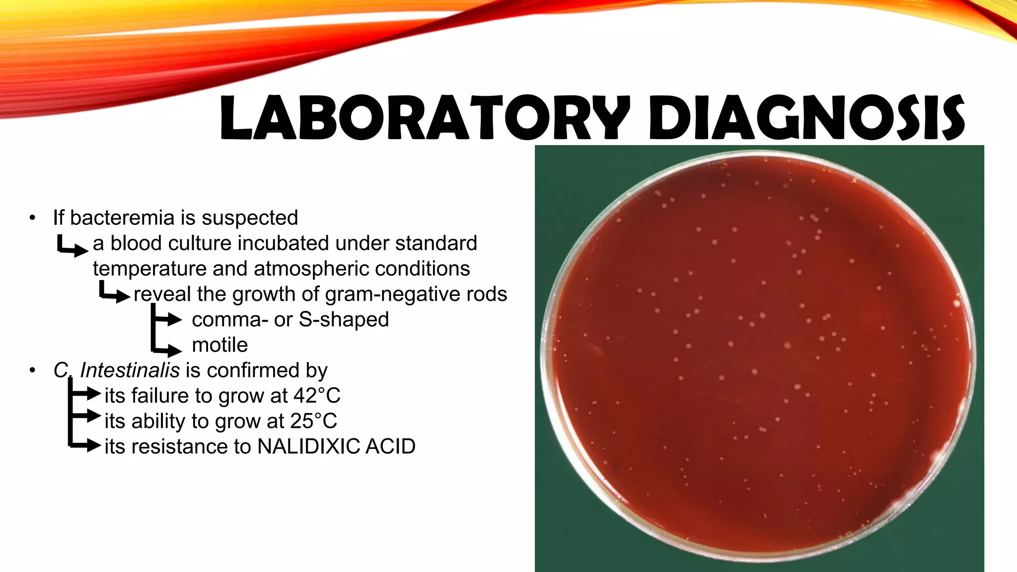 CAMPYLOBACTER & HELICOBACTER (Curved Gram-Negative Rods affecting the ...