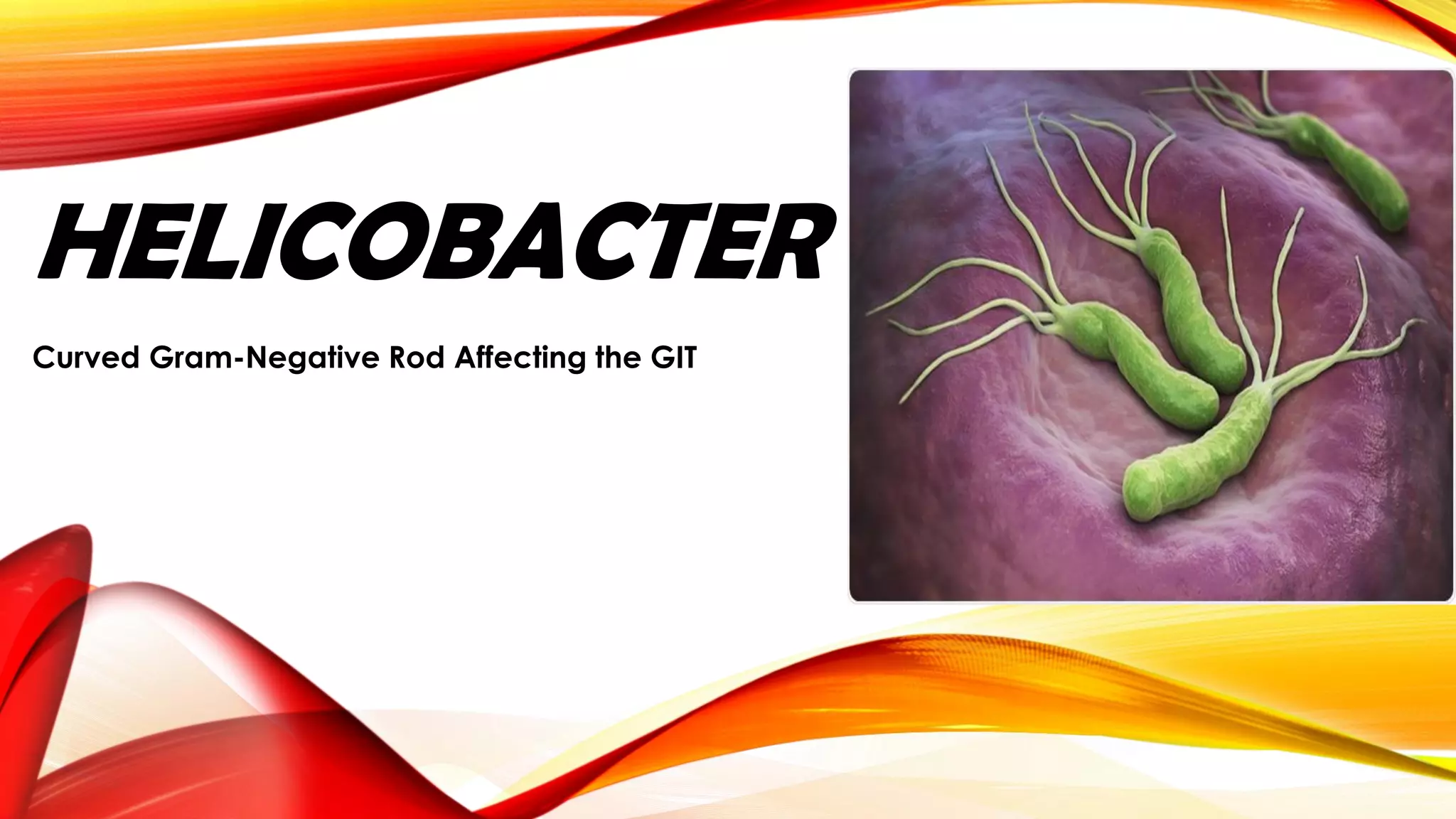 CAMPYLOBACTER & HELICOBACTER (Curved Gram-Negative Rods affecting the ...