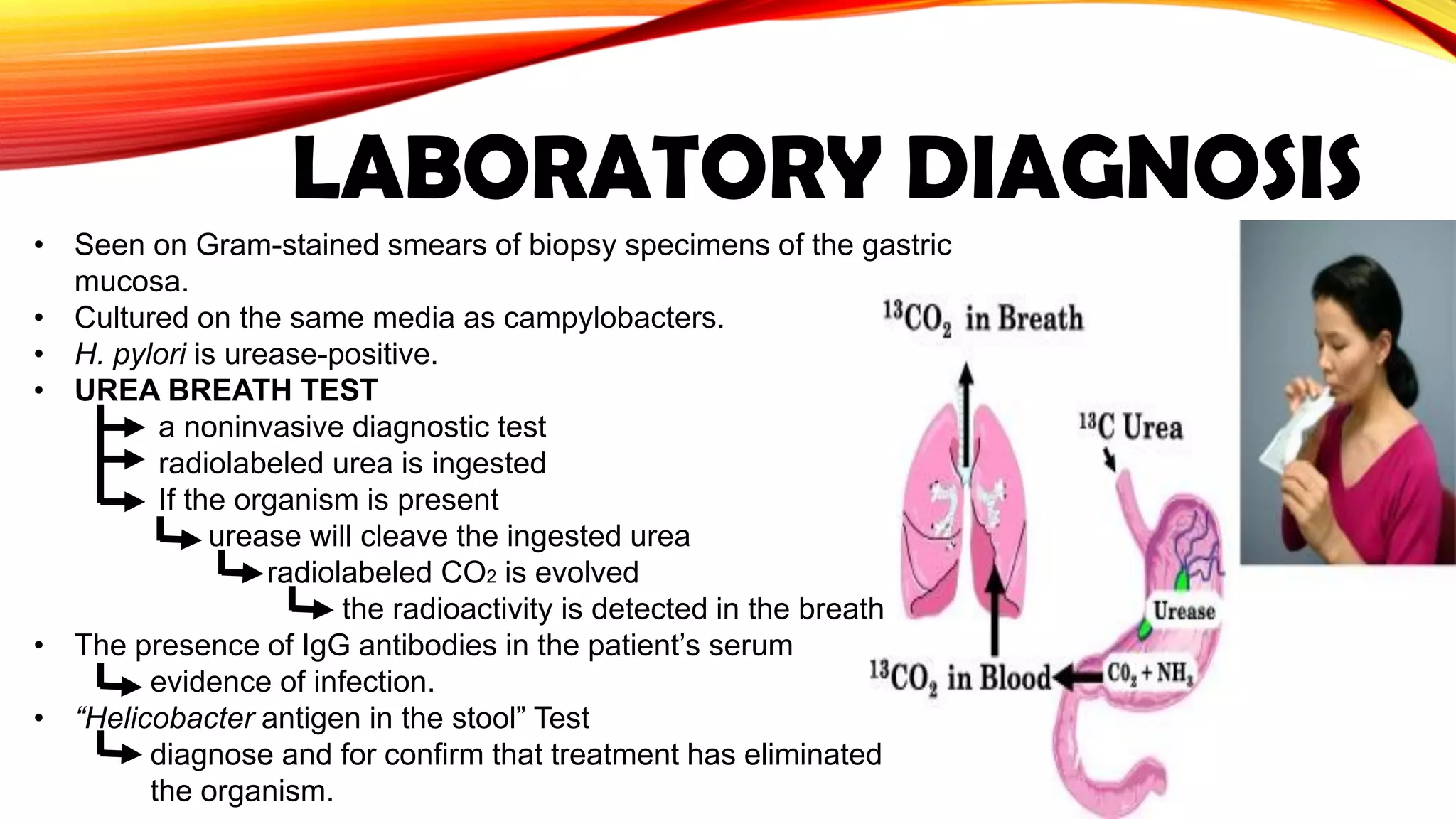 CAMPYLOBACTER & HELICOBACTER (Curved Gram-Negative Rods affecting the ...
