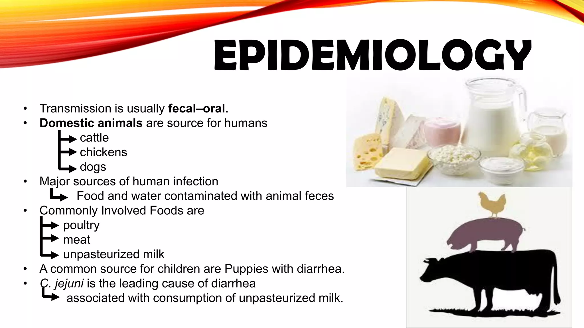 CAMPYLOBACTER & HELICOBACTER (Curved Gram-Negative Rods affecting the ...