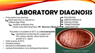 CAMPYLOBACTER & HELICOBACTER (Curved Gram-Negative Rods affecting the ...