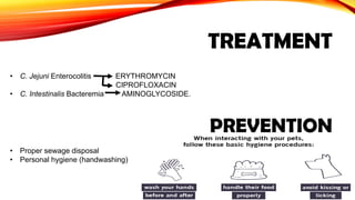 CAMPYLOBACTER & HELICOBACTER (Curved Gram-Negative Rods affecting the ...