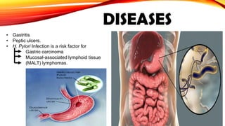 CAMPYLOBACTER & HELICOBACTER (Curved Gram-Negative Rods affecting the ...