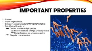 CAMPYLOBACTER & HELICOBACTER (Curved Gram-Negative Rods affecting the ...
