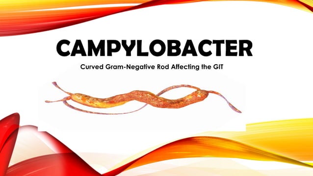 CAMPYLOBACTER & HELICOBACTER (Curved Gram-Negative Rods affecting the ...