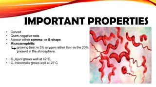 CAMPYLOBACTER & HELICOBACTER (Curved Gram-Negative Rods affecting the ...