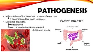 CAMPYLOBACTER & HELICOBACTER (Curved Gram-Negative Rods affecting the ...