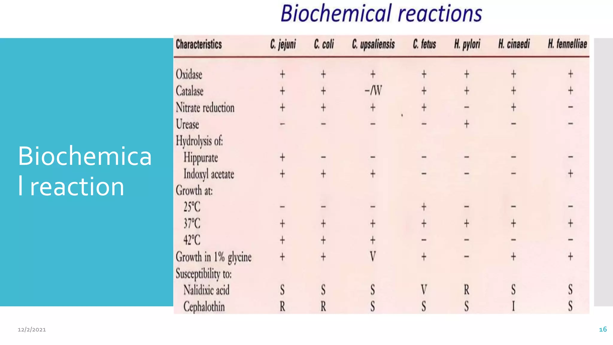 Campylobacter.pptx