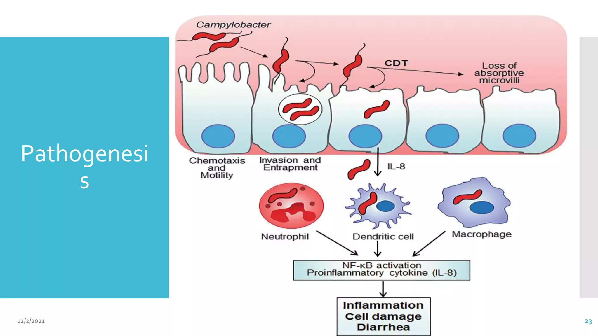 Campylobacter.pptx