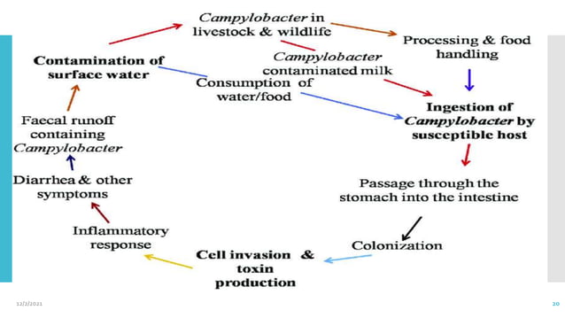 Campylobacter.pptx | Digestive Disorders | Diseases and Conditions