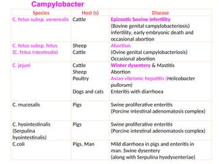 Bacteriology bacteria. .Campylobacter.ppt