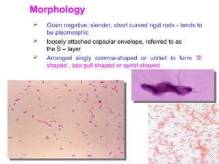 Bacteriology bacteria. .Campylobacter.ppt