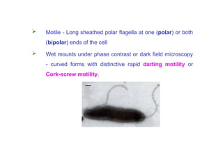 Bacteriology bacteria. .Campylobacter.ppt