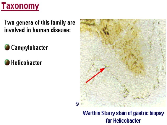 Campylobacter & helicobacter | PPT