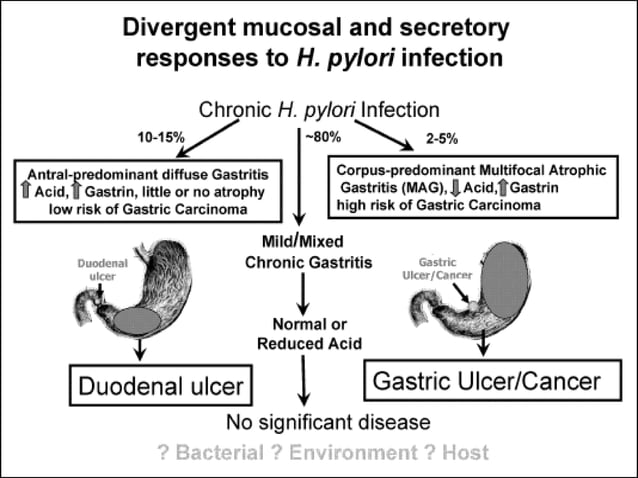Campylobacter & helicobacter | PPT