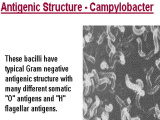 Campylobacter & helicobacter | PPT