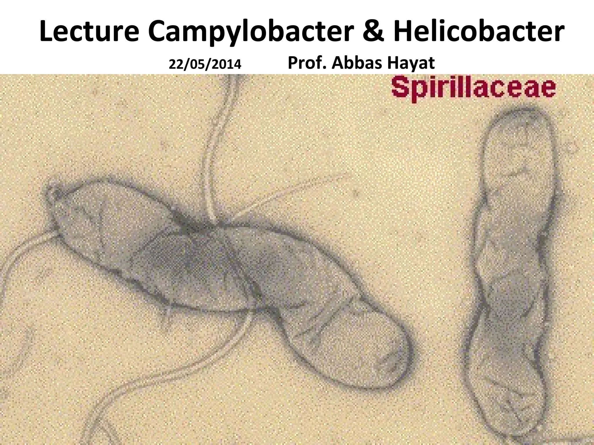 Campylobacter & Helicobacter | PPT