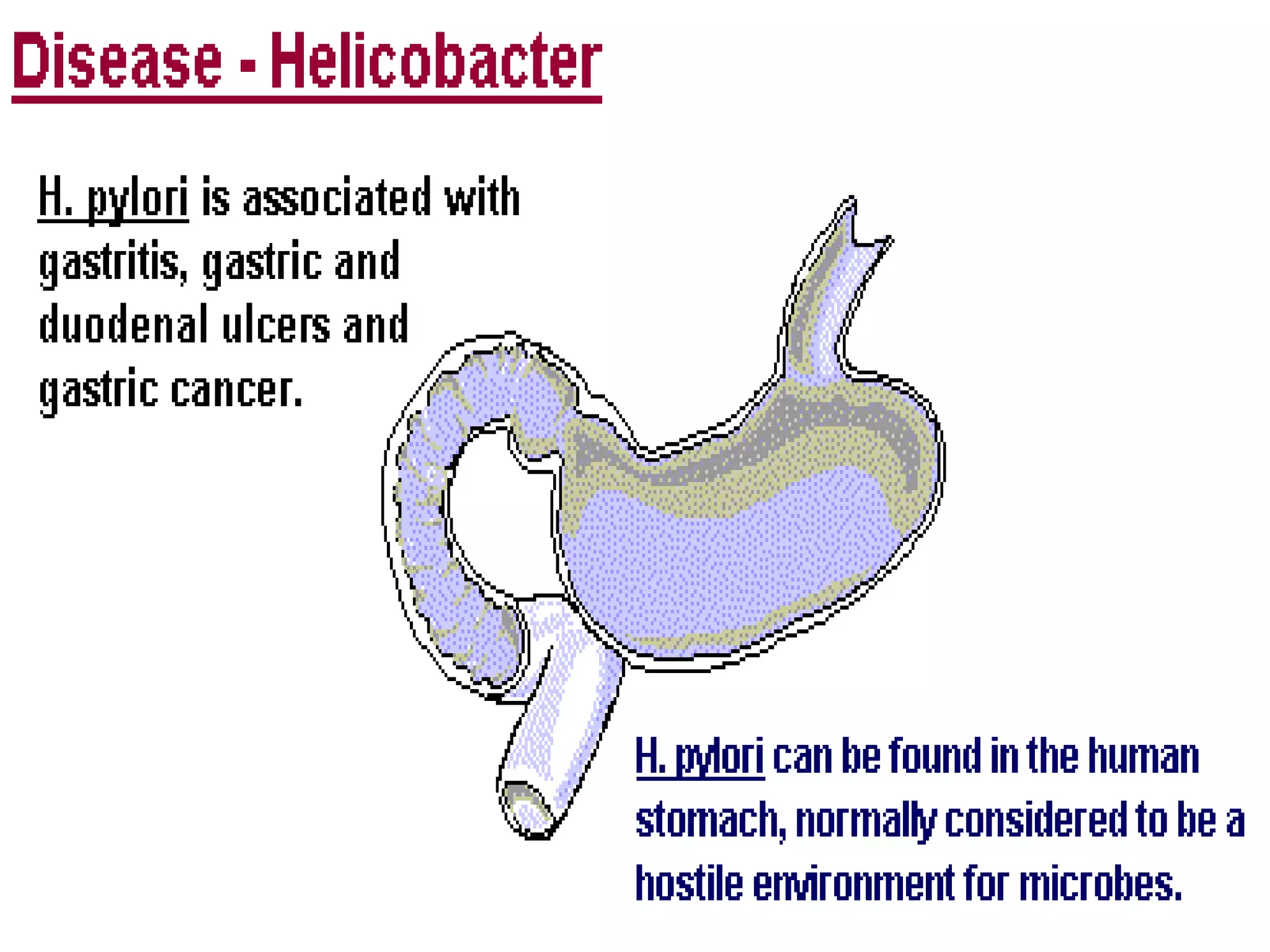Campylobacter & Helicobacter | PPT