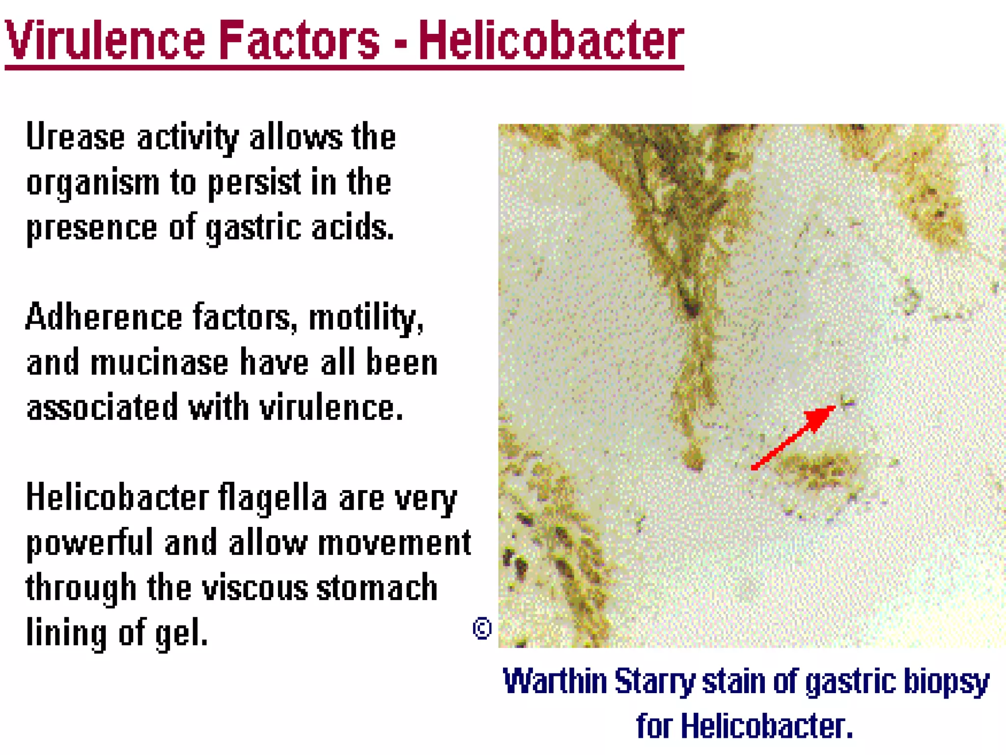 Campylobacter & Helicobacter | PPT