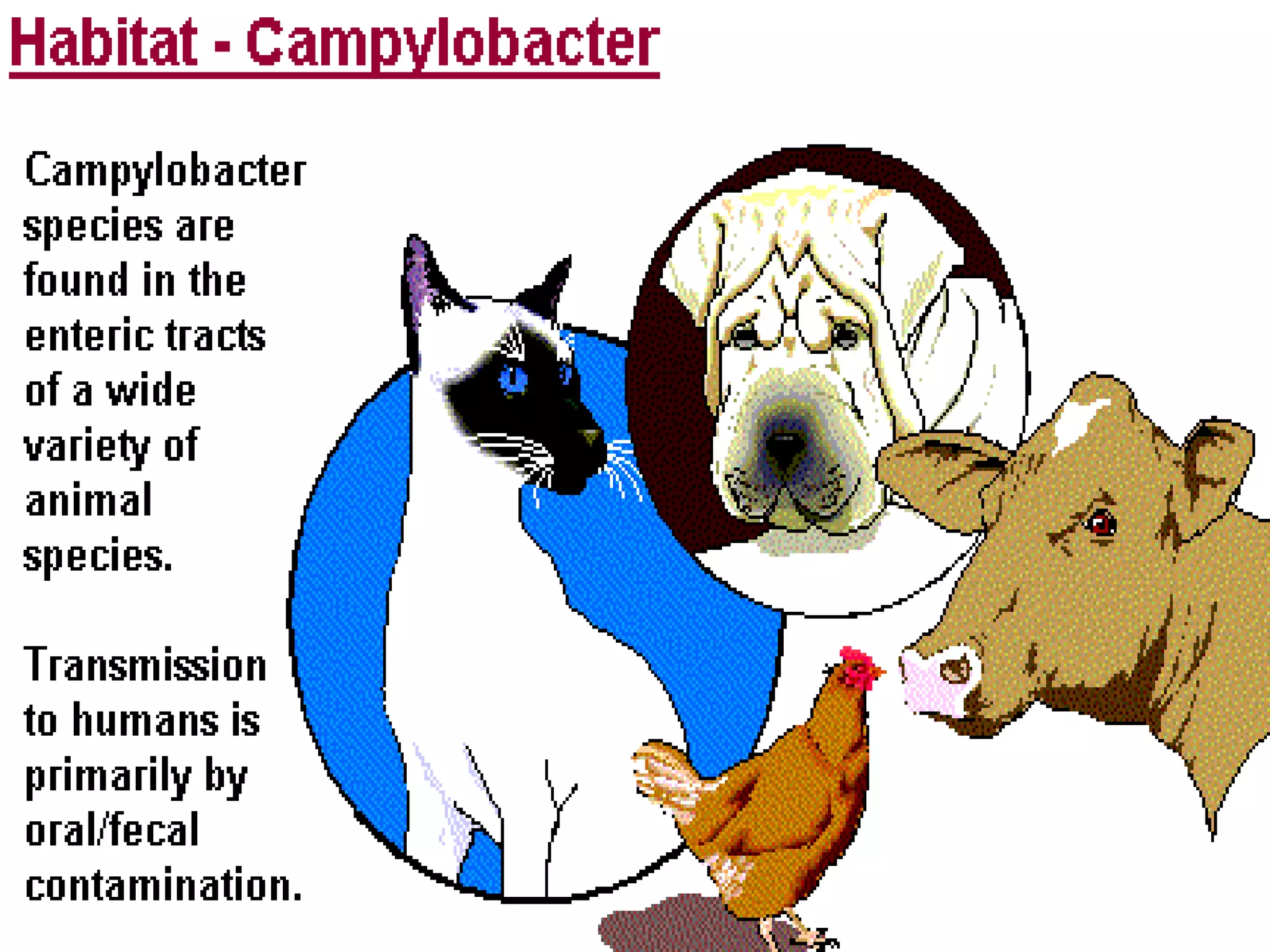 Campylobacter & Helicobacter | PPT
