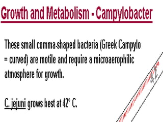 Campylobacter & Helicobacter | PPT