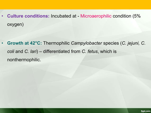 Campylobacter & Helicobacter.ppt