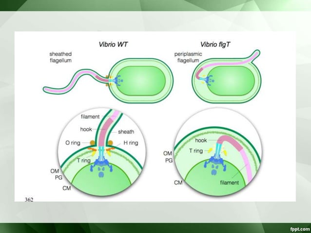 Campylobacter & Helicobacter.ppt