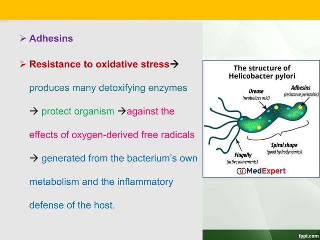 Campylobacter & Helicobacter.ppt