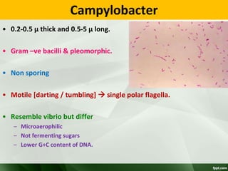Campylobacter & Helicobacter.ppt
