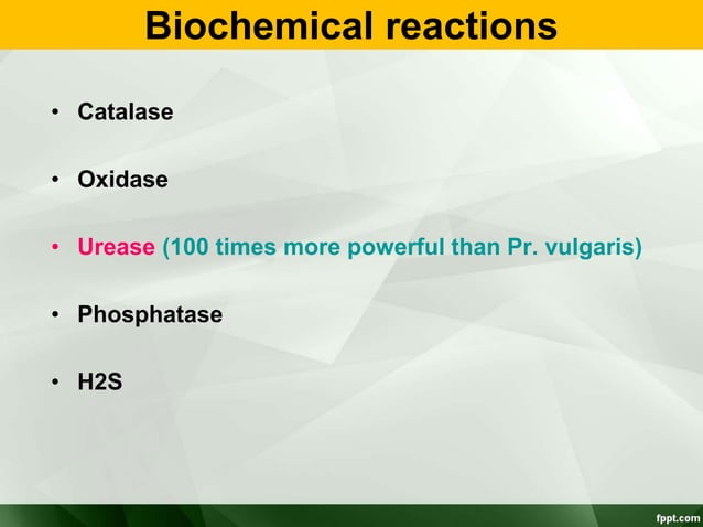 Campylobacter & Helicobacter.ppt