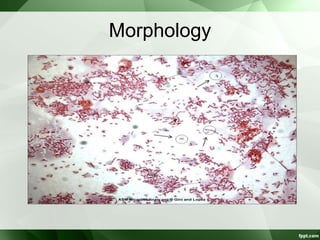 Campylobacter & Helicobacter.ppt