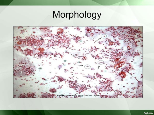 Campylobacter & Helicobacter.ppt